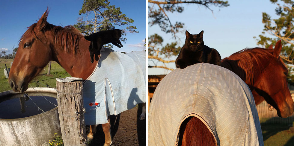 Cat Loves Going Horse Back Riding On His Best Friend » Design You Trust ...