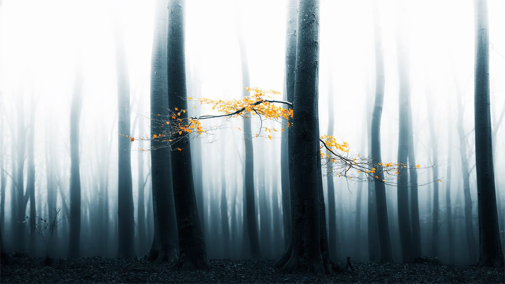 The 10 Winning Photographs From The Hasselblad Masters Awards 2016 ...