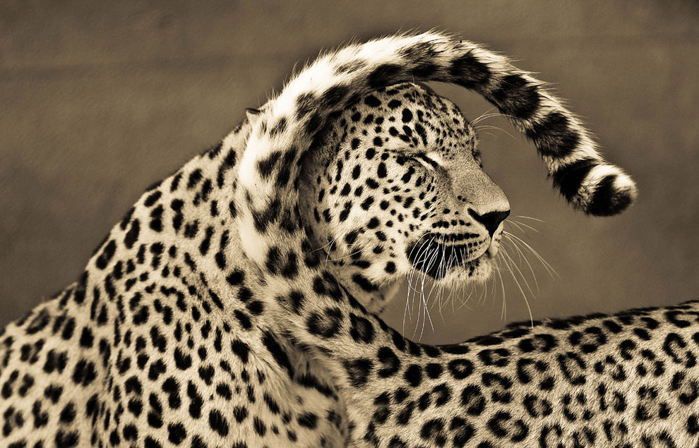 Big Cats Are Beautiful! » Design You Trust — Design Daily Since 2007