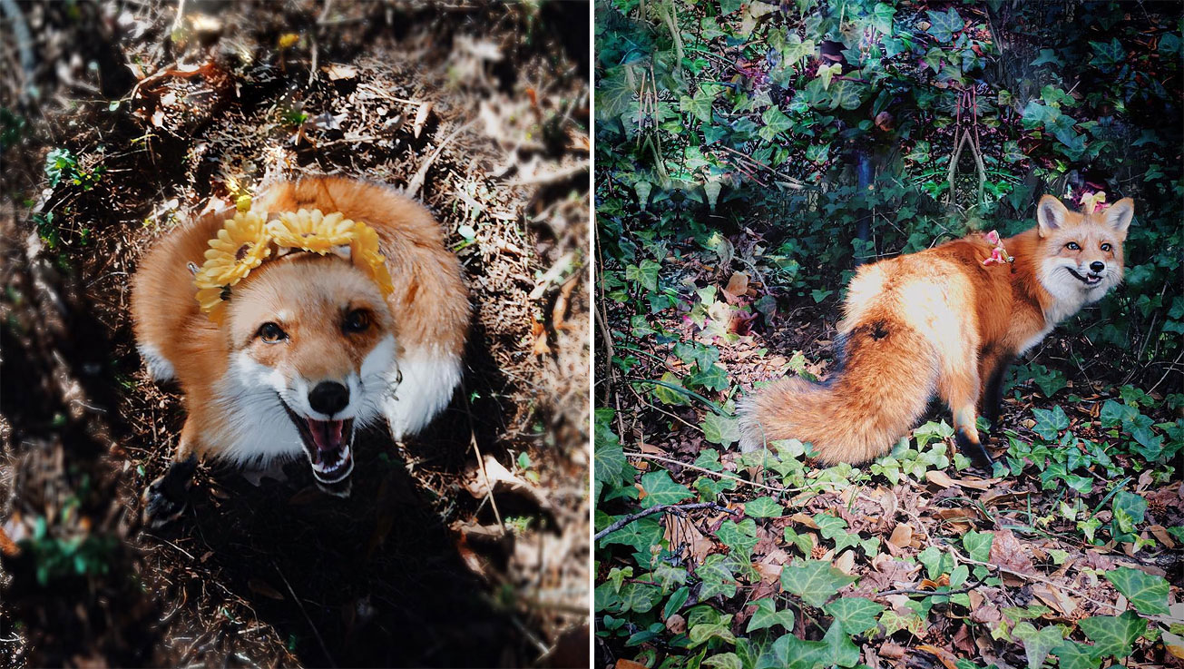 Juniper, The Happiest Fox In The World » Design You Trust — Design ...