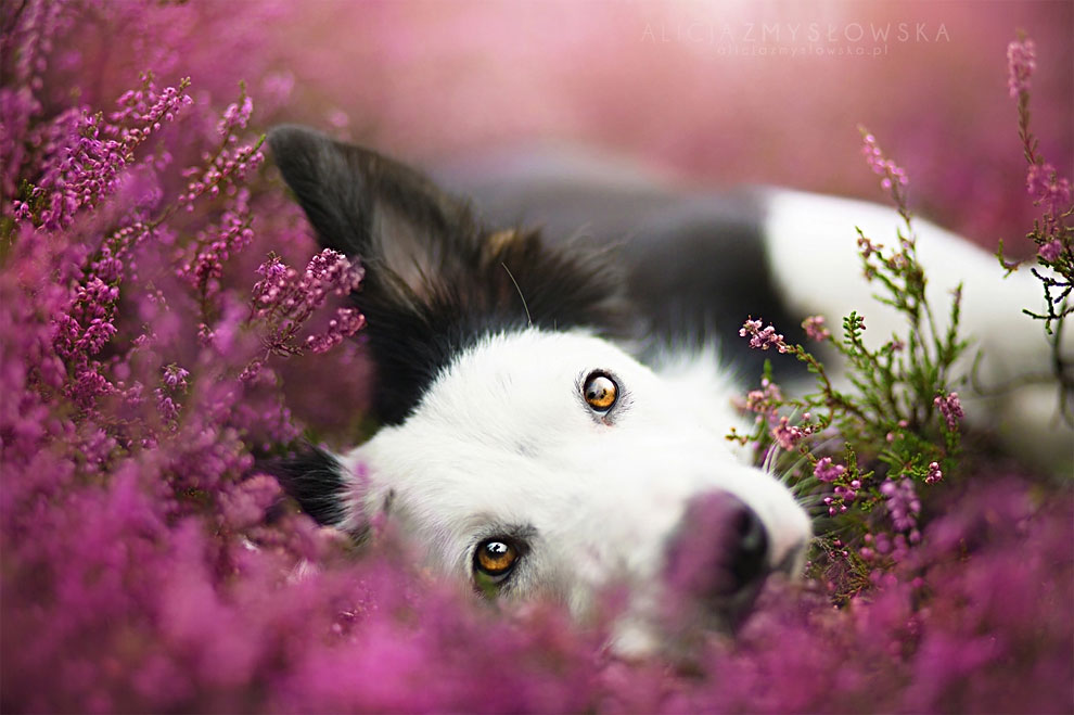 The Happiest Tail-Waggers: Adorable Dogs And Puppies Enjoying Nature ...