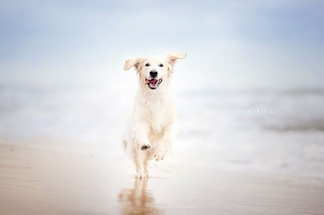 The Happiest Tail-Waggers: Adorable Dogs And Puppies Enjoying Nature ...