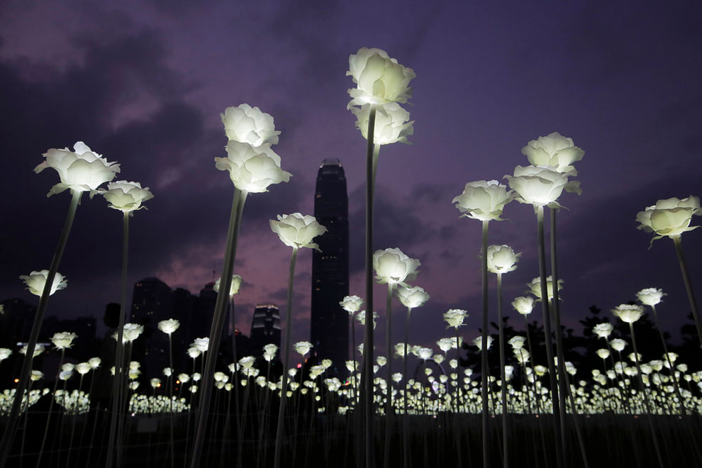 25,000 White Roses Made Of LED Lights For Valentine’s Day » Design You ...