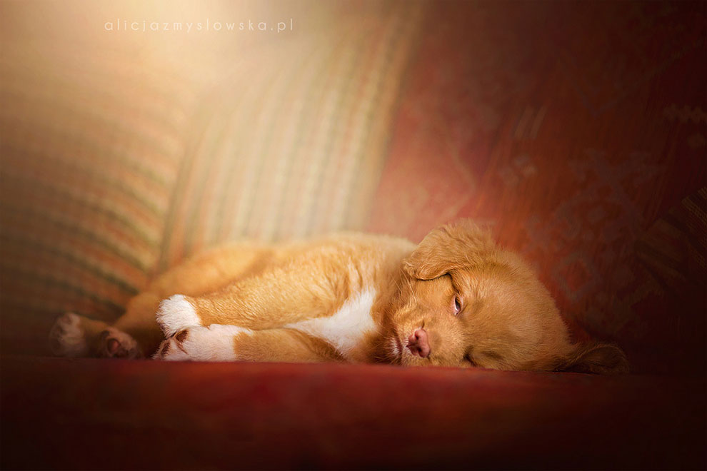 The Happiest Tail-Waggers: Adorable Dogs And Puppies Enjoying Nature ...