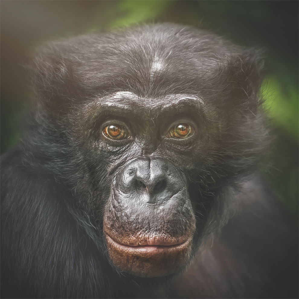 These Portraits Reveal The Incredibly Humanlike Expressions Of A ...