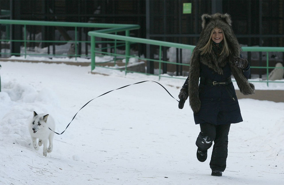 “Spring And A Girl”: Cute Friendship Between A Snow Fox And A Human ...