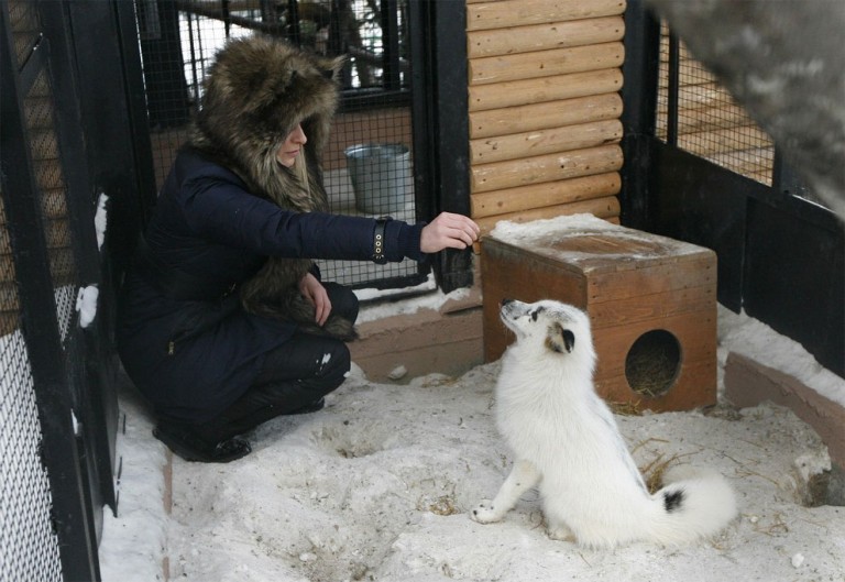 “Spring And A Girl”: Cute Friendship Between A Snow Fox And A Human ...