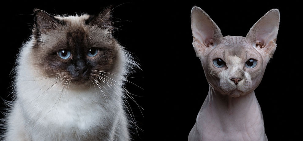 “Animal Soul”: Beautiful Portraits Of The Bad-Ass Cats By Robert Bahou ...