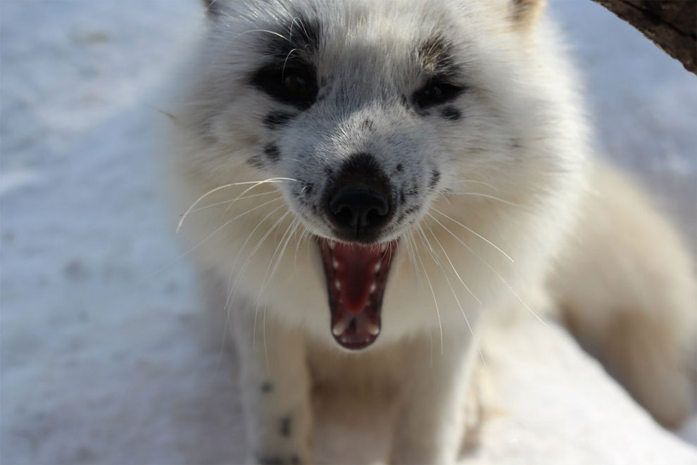 “Spring And A Girl”: Cute Friendship Between A Snow Fox And A Human ...