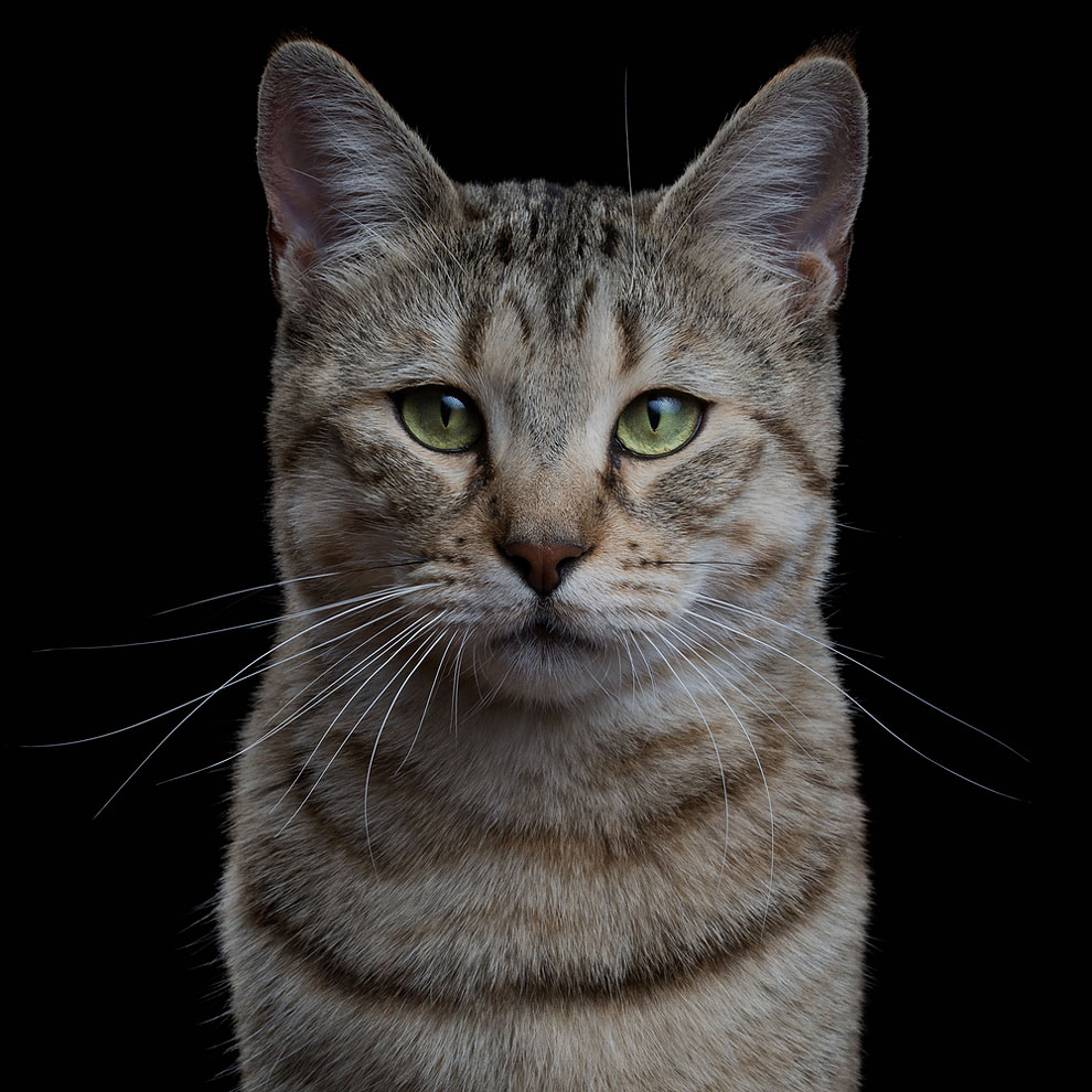 “Animal Soul”: Beautiful Portraits Of The Bad-Ass Cats By Robert Bahou ...