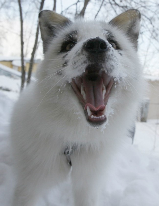 “Spring And A Girl”: Cute Friendship Between A Snow Fox And A Human ...