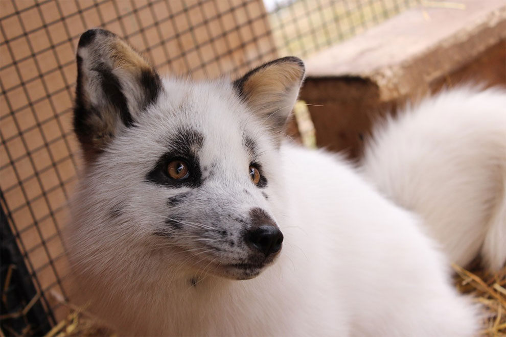“Spring And A Girl”: Cute Friendship Between A Snow Fox And A Human ...
