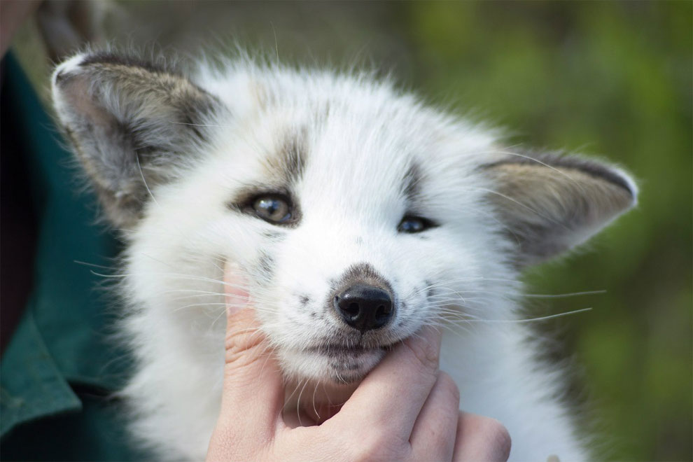 “Spring And A Girl”: Cute Friendship Between A Snow Fox And A Human ...