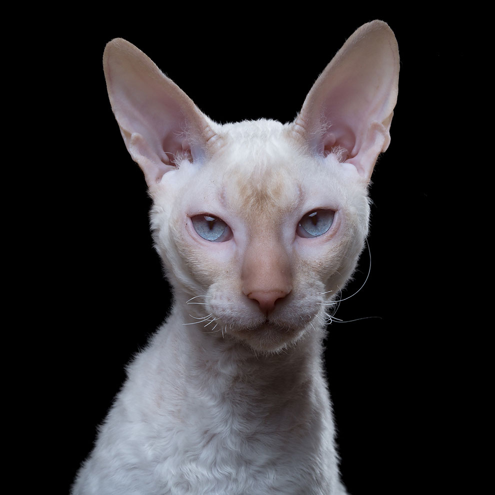 “Animal Soul”: Beautiful Portraits Of The Bad-Ass Cats By Robert Bahou ...