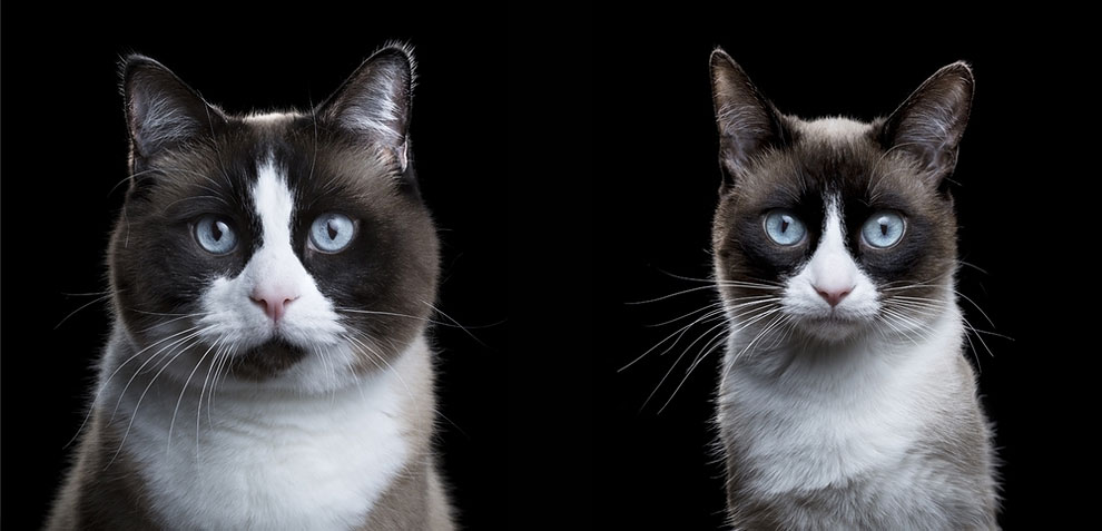 “Animal Soul”: Beautiful Portraits Of The Bad-Ass Cats By Robert Bahou ...