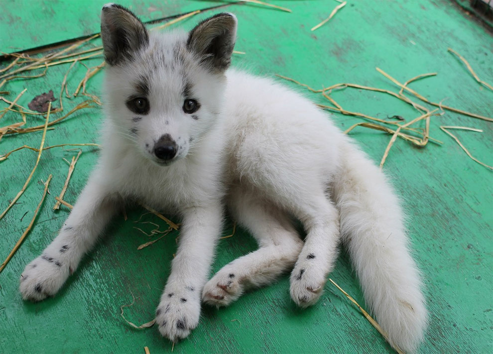 “Spring And A Girl”: Cute Friendship Between A Snow Fox And A Human ...