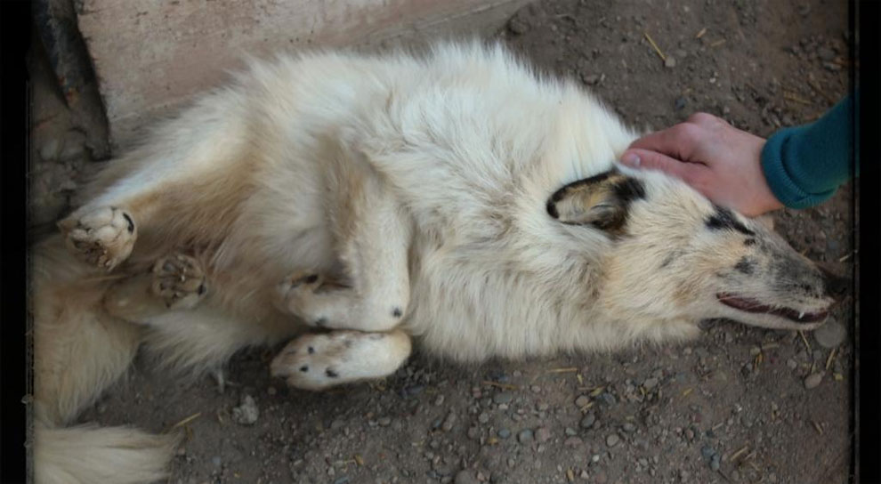 “Spring And A Girl”: Cute Friendship Between A Snow Fox And A Human ...