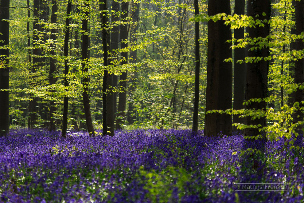 Every Spring This Forest In Belgium Becomes A Blue Wonderland » Design ...