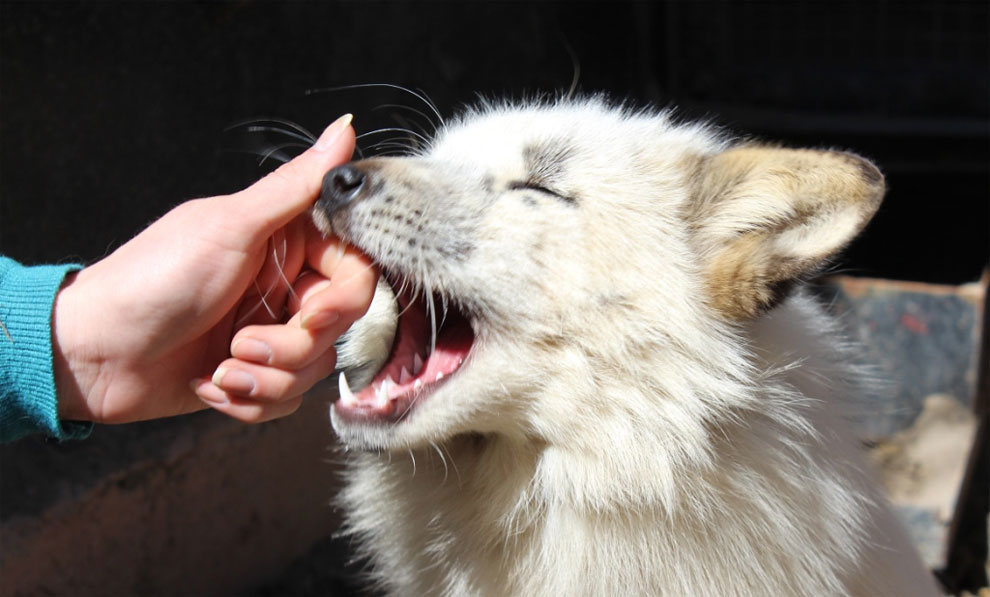 “Spring And A Girl”: Cute Friendship Between A Snow Fox And A Human ...
