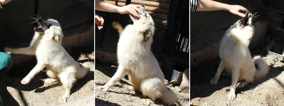 “Spring And A Girl”: Cute Friendship Between A Snow Fox And A Human ...