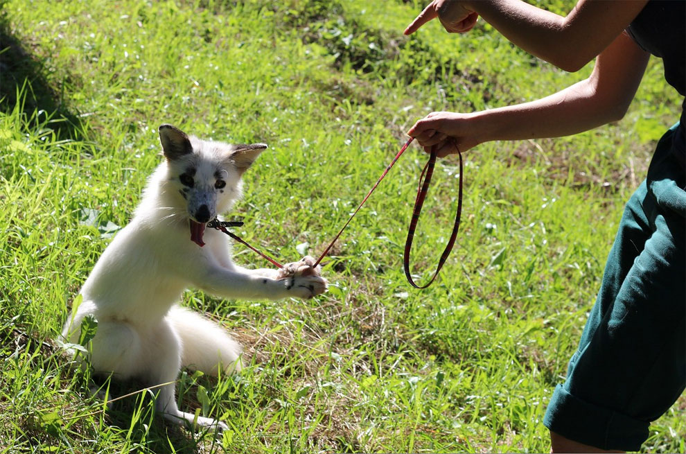 “Spring And A Girl”: Cute Friendship Between A Snow Fox And A Human ...