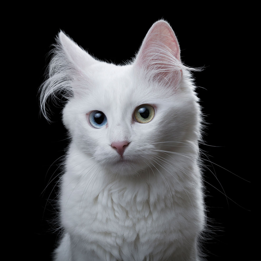 “Animal Soul”: Beautiful Portraits Of The Bad-Ass Cats By Robert Bahou ...