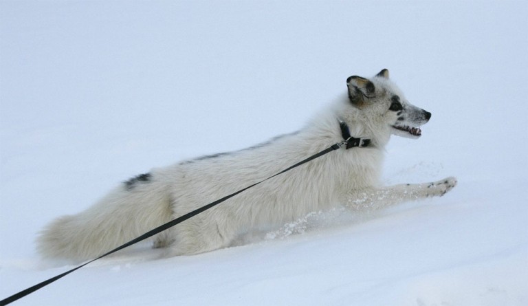 “Spring And A Girl”: Cute Friendship Between A Snow Fox And A Human ...