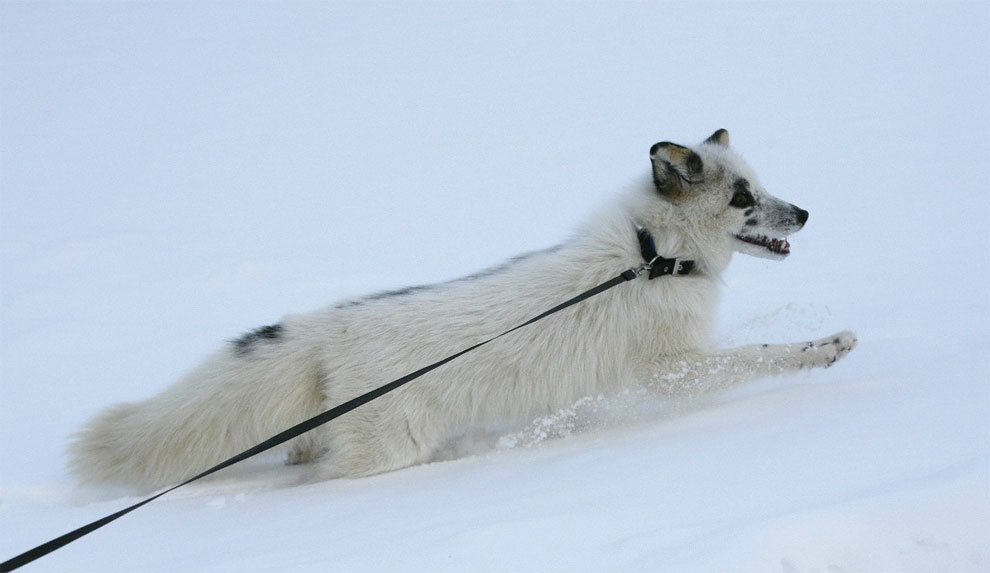 “Spring And A Girl”: Cute Friendship Between A Snow Fox And A Human ...