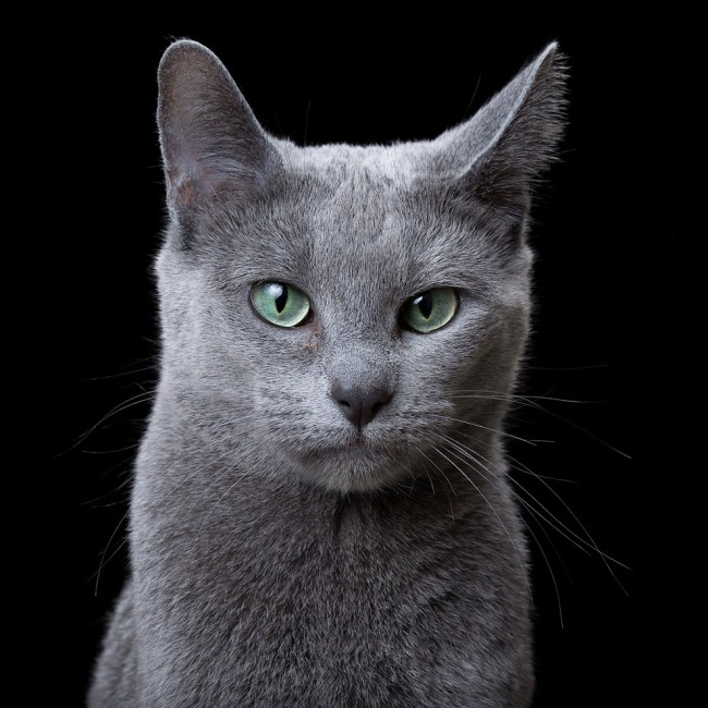 “Animal Soul”: Beautiful Portraits Of The Bad-Ass Cats By Robert Bahou ...