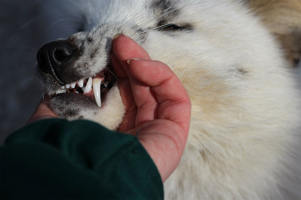 “Spring And A Girl”: Cute Friendship Between A Snow Fox And A Human ...