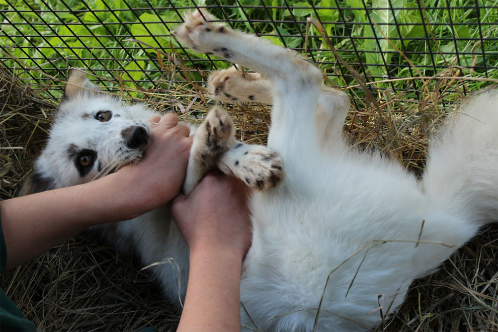 “Spring And A Girl”: Cute Friendship Between A Snow Fox And A Human ...