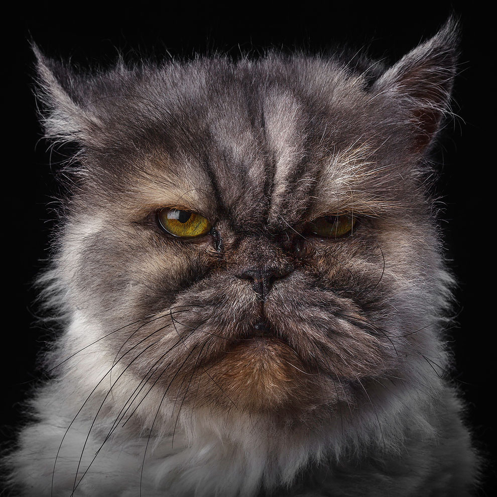 “Animal Soul”: Beautiful Portraits Of The Bad-Ass Cats By Robert Bahou ...