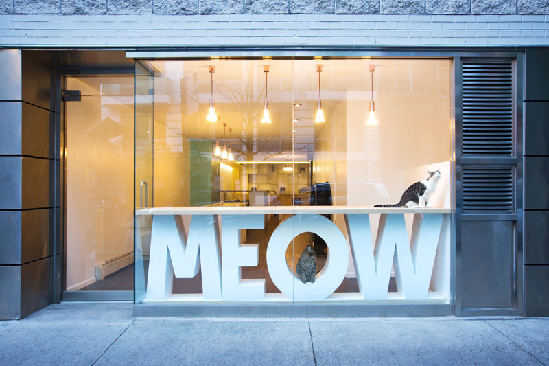 See Inside This Cat Cafe In New York » Design You Trust — Design Daily ...