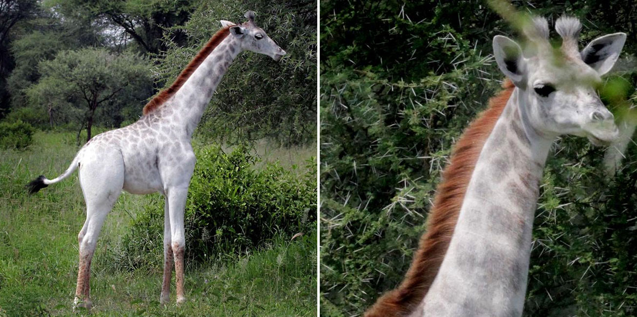 Extremely Rare White Giraffe With Ginger Mane Spotted In Tanzania ...