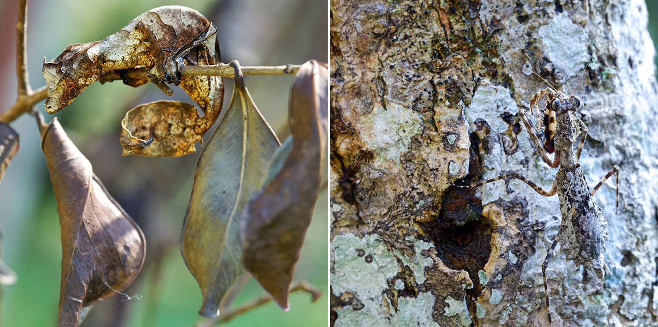 Camouflaged Insects: Can You Spot These Masters Of Disguise Playing ...