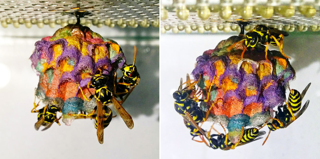 When Given Colored Construction Paper, Wasps Build Rainbow Colored Nests