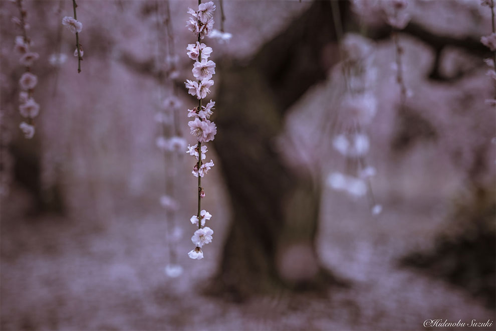 Magical Photos Of Early Spring In Japan Captured By Hidenobu Suzuki ...
