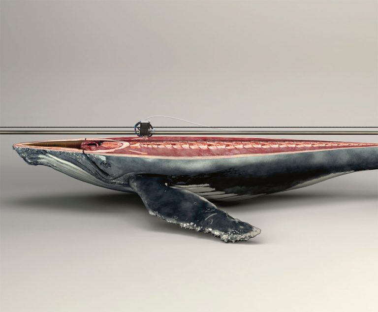 ‘3D Printed’ Animals Illustrate The Irreplaceable Nature Of Endangered ...