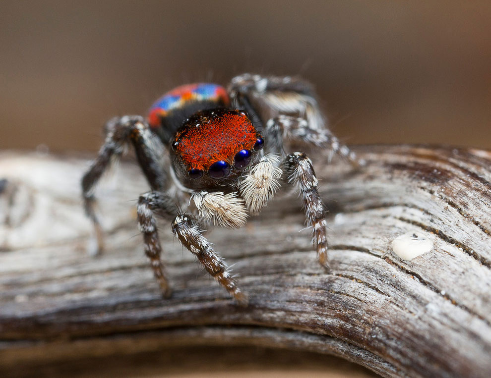 Meet This Colorful Australian Peacock Spider » Design You Trust ...