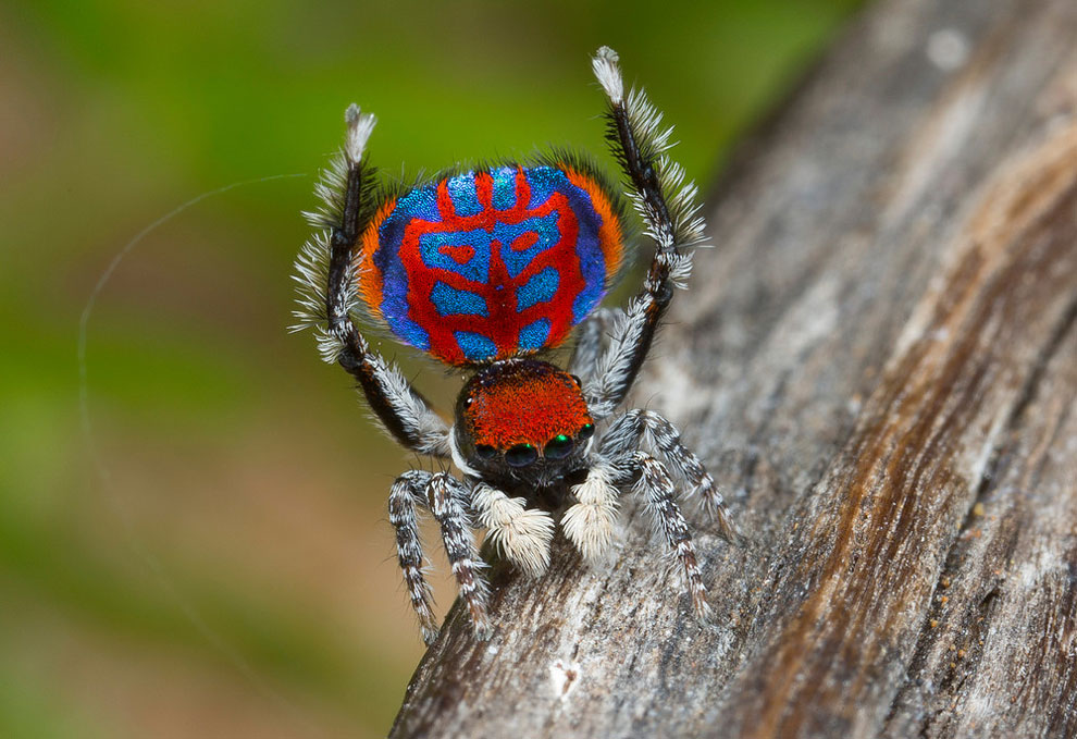 Meet This Colorful Australian Peacock Spider » Design You Trust ...