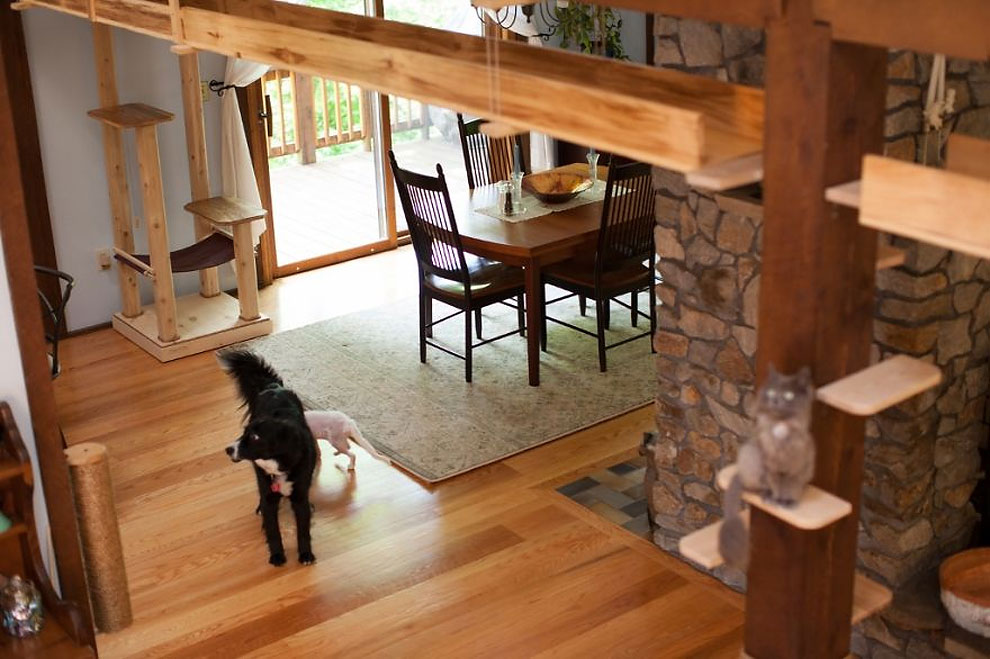 This Woman Turned Her Friend’s Home Into A Cat Paradise For Their 7 ...