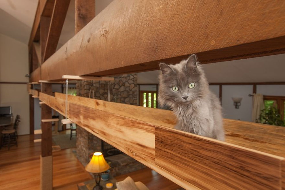 This Woman Turned Her Friend’s Home Into A Cat Paradise For Their 7 ...