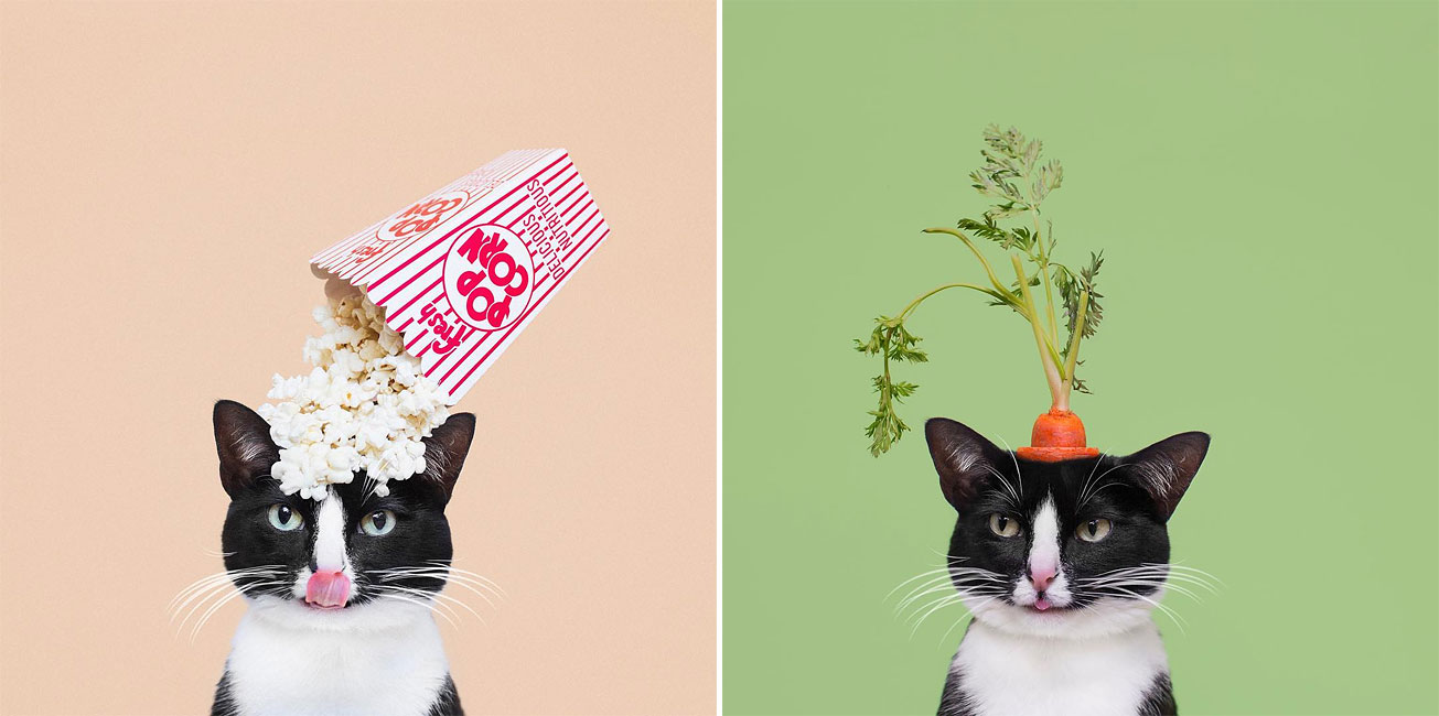 Princess Cheeto, A Sweet Tuxedo Cat Who Happily Poses In Really ...