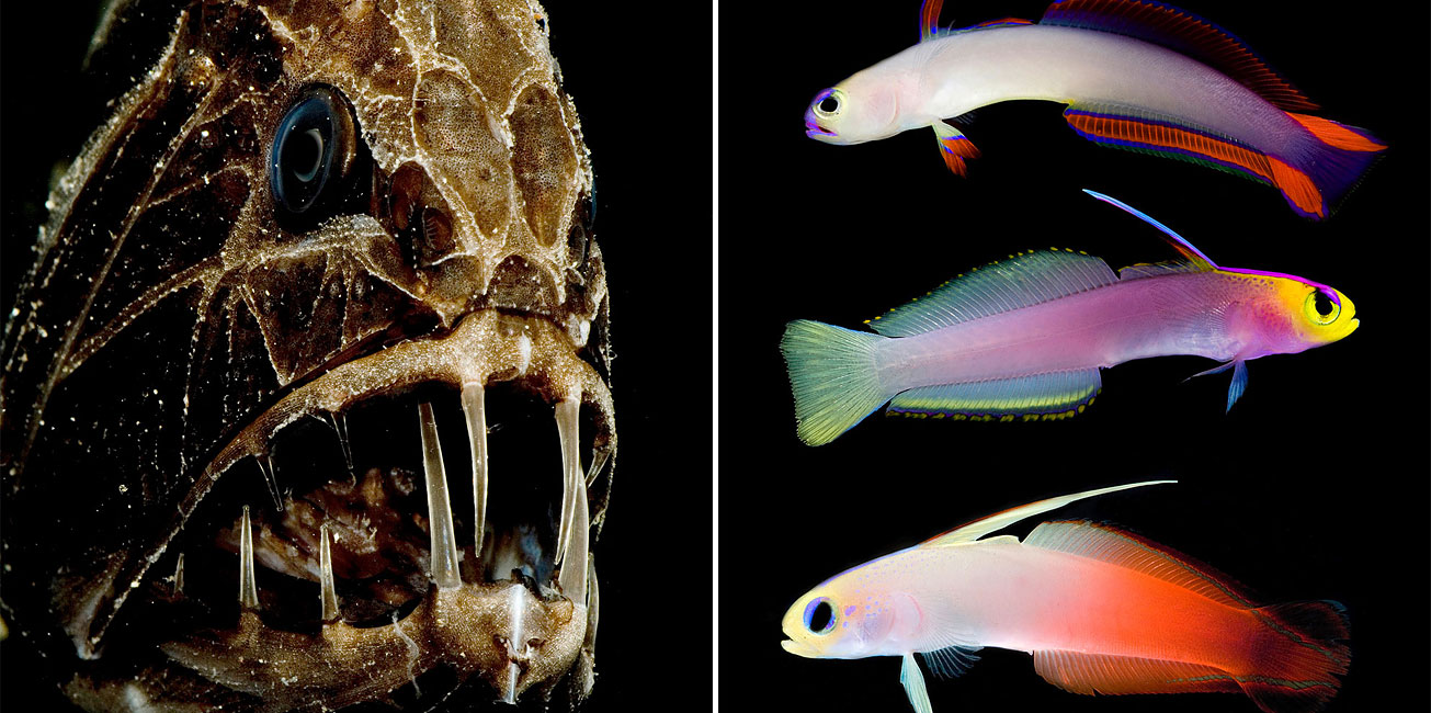 Photographer Has Headed Into Areas Untouched By Sunlight And Found ...