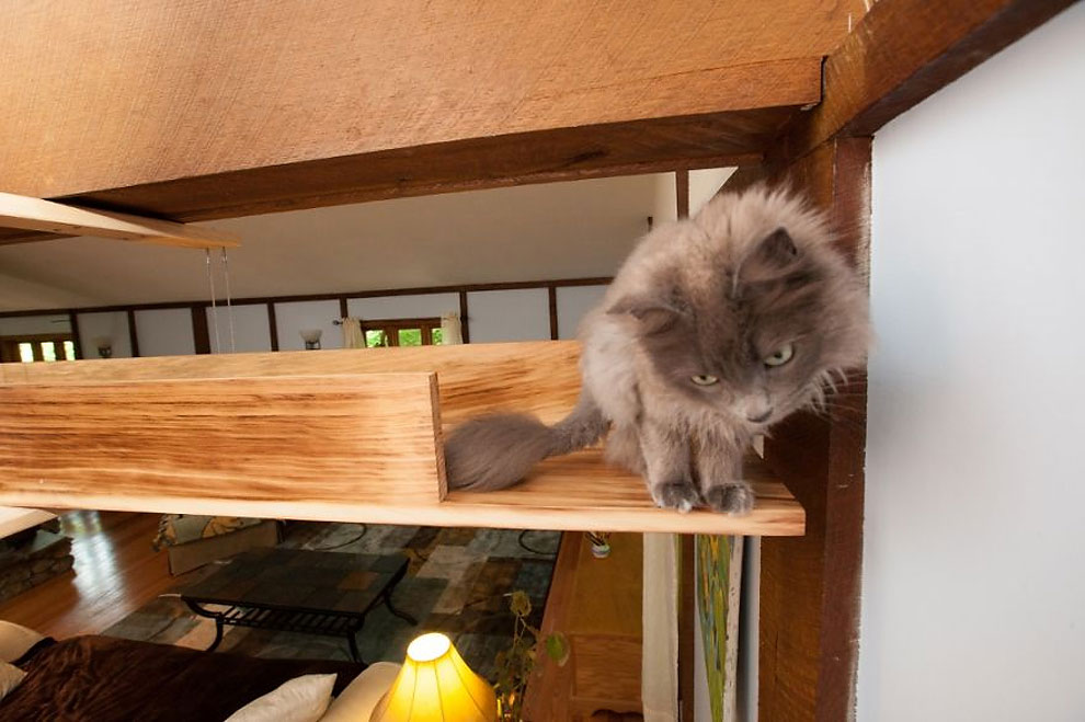 This Woman Turned Her Friend’s Home Into A Cat Paradise For Their 7 ...