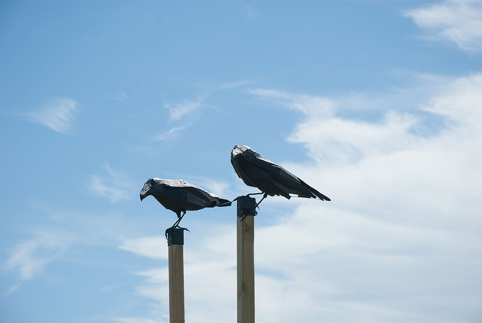 Welded And Painted Black Steel Ravens By Ludvig Ödman » Design You ...