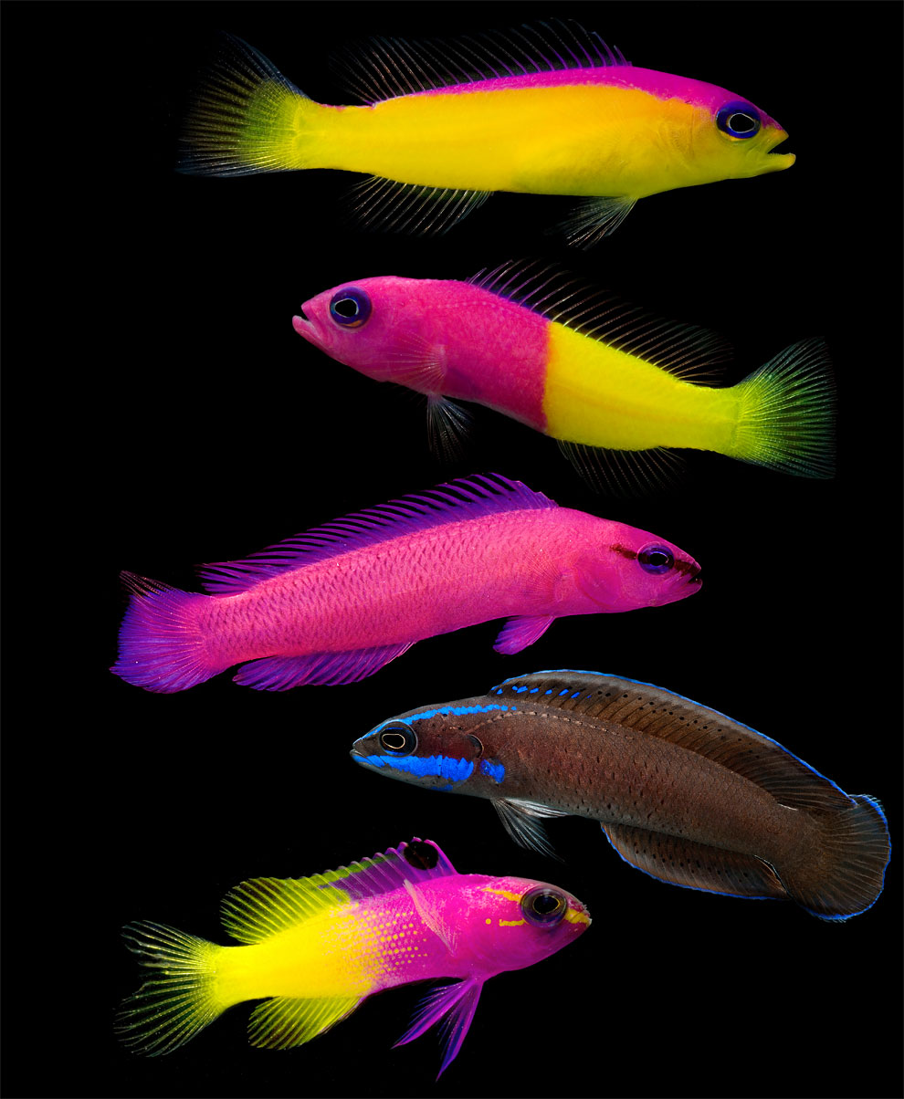 Photographer Has Headed Into Areas Untouched By Sunlight And Found ...