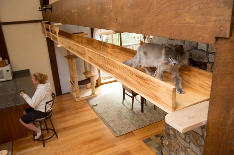 This Woman Turned Her Friend’s Home Into A Cat Paradise For Their 7 ...
