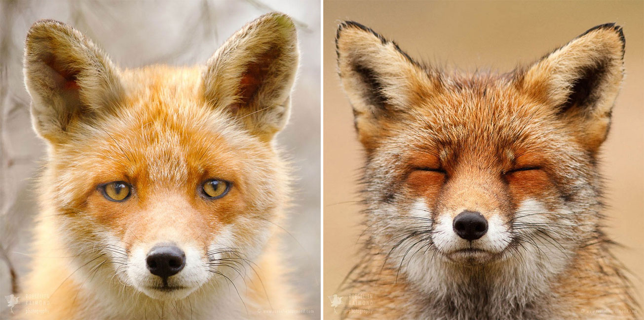 Foxy Faces: Photographer Proves That Every Fox Has Different ...
