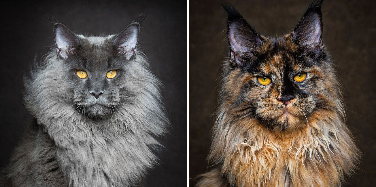 This Man Photographs Maine Coon Cats And Makes Them Look Like Majestic ...